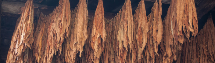 Fronto Leaf - 100% Organic Tobacco | True Fronto